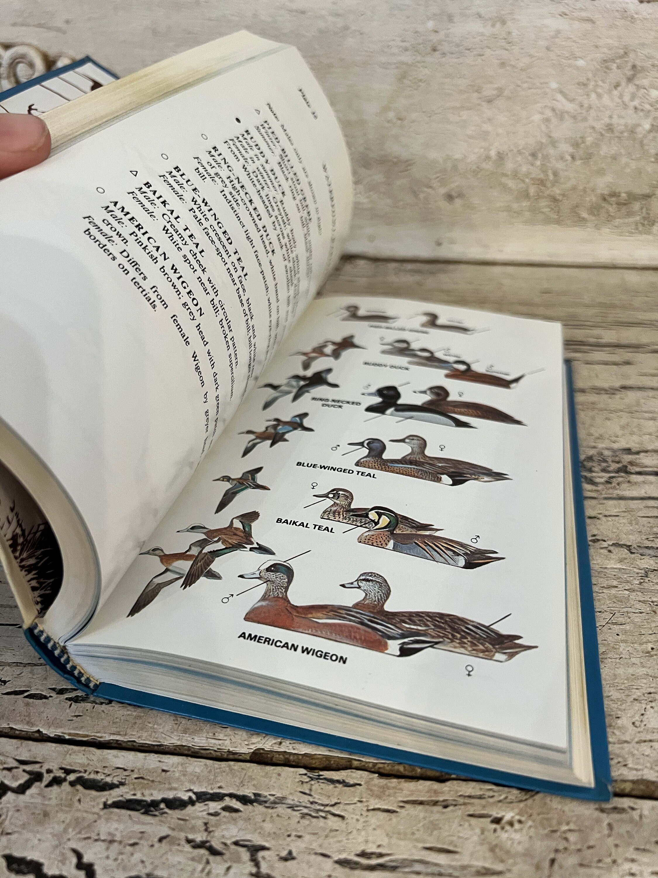 A Field Guide to the Birds of Britain and Europe - 1983 - Vintage Bird ...