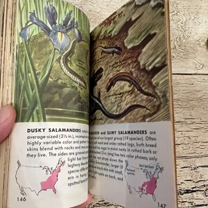 Vintage Golden Nature Guide - Reptiles and Amphibians, 1956 - Pocket ...