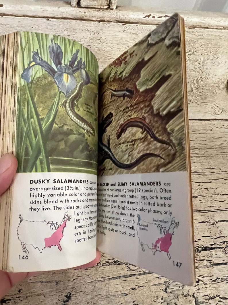 Vintage Golden Nature Guide - Reptiles and Amphibians, 1956 - Pocket ...