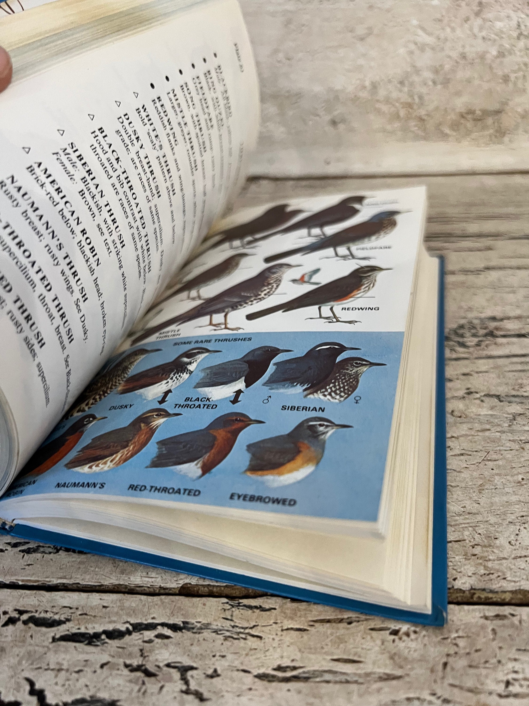 A Field Guide to the Birds of Britain and Europe - 1983 - Vintage Bird ...