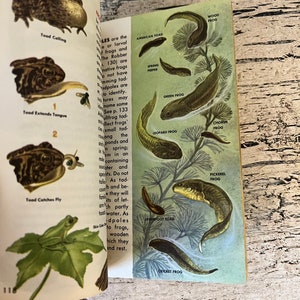 Vintage Golden Nature Guide - Reptiles and Amphibians, 1956 - Pocket ...