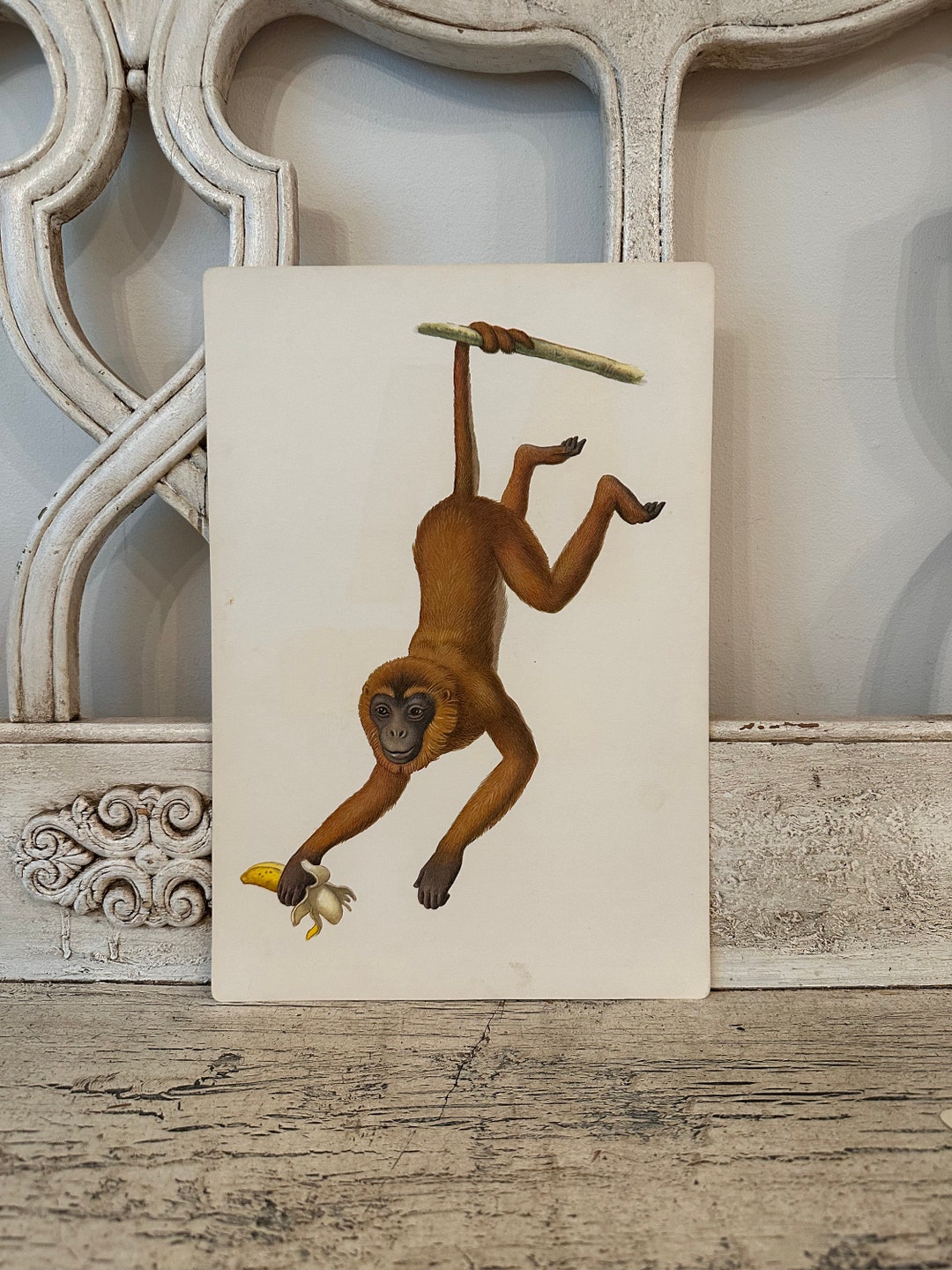 Vintage Alphabet Flash Card Letter M Monkey Picture Flash - Etsy