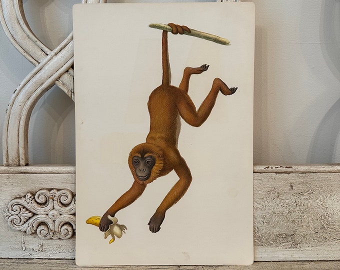 Vintage Alphabet Flash Card - Letter M Monkey - Picture Flash Card ...