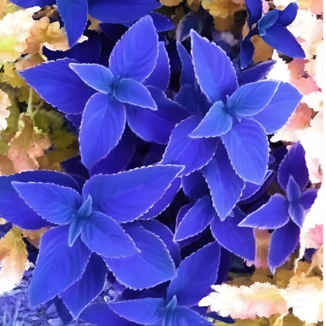 Blue Coleus Seeds - Rare Teal Foliage, Shade Tolerant - Etsy