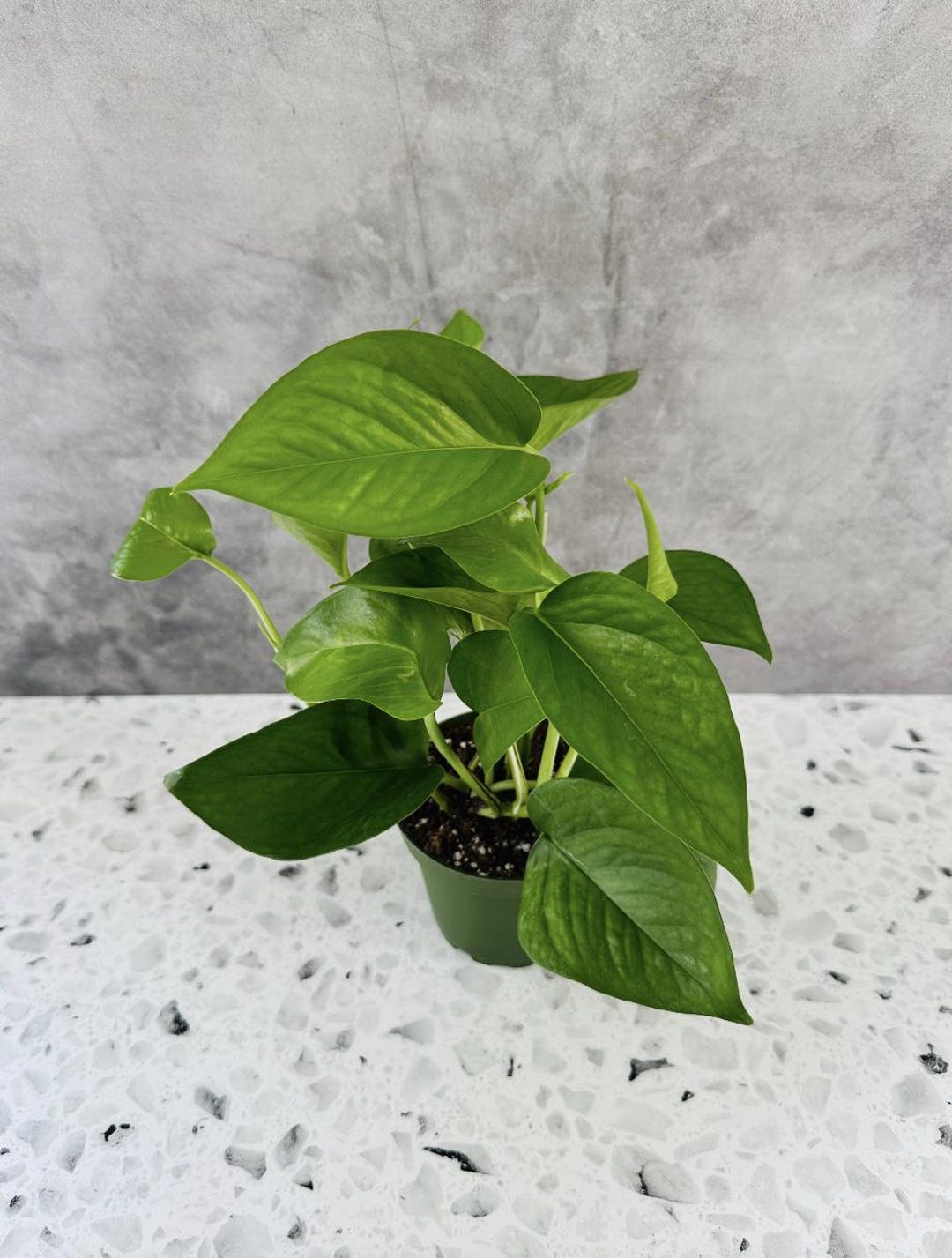Pothos Jade - Solid Green Tropical Vining Houseplant - Easy Care Indoor ...