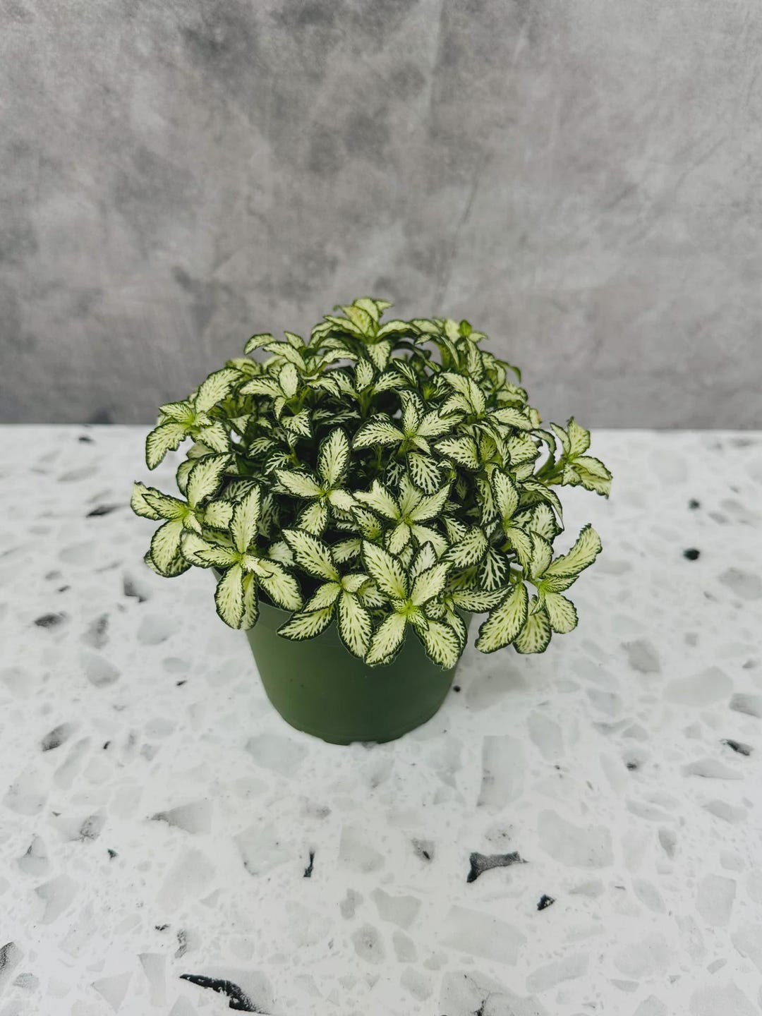 Fittonia White Tiger - Nerve Plant - Tropical Houseplant - 4” Pot - Etsy
