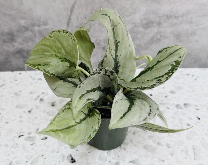Scindapsus Silver Sierra – Compact Variegated Trailing Plant - 4" Pot ...