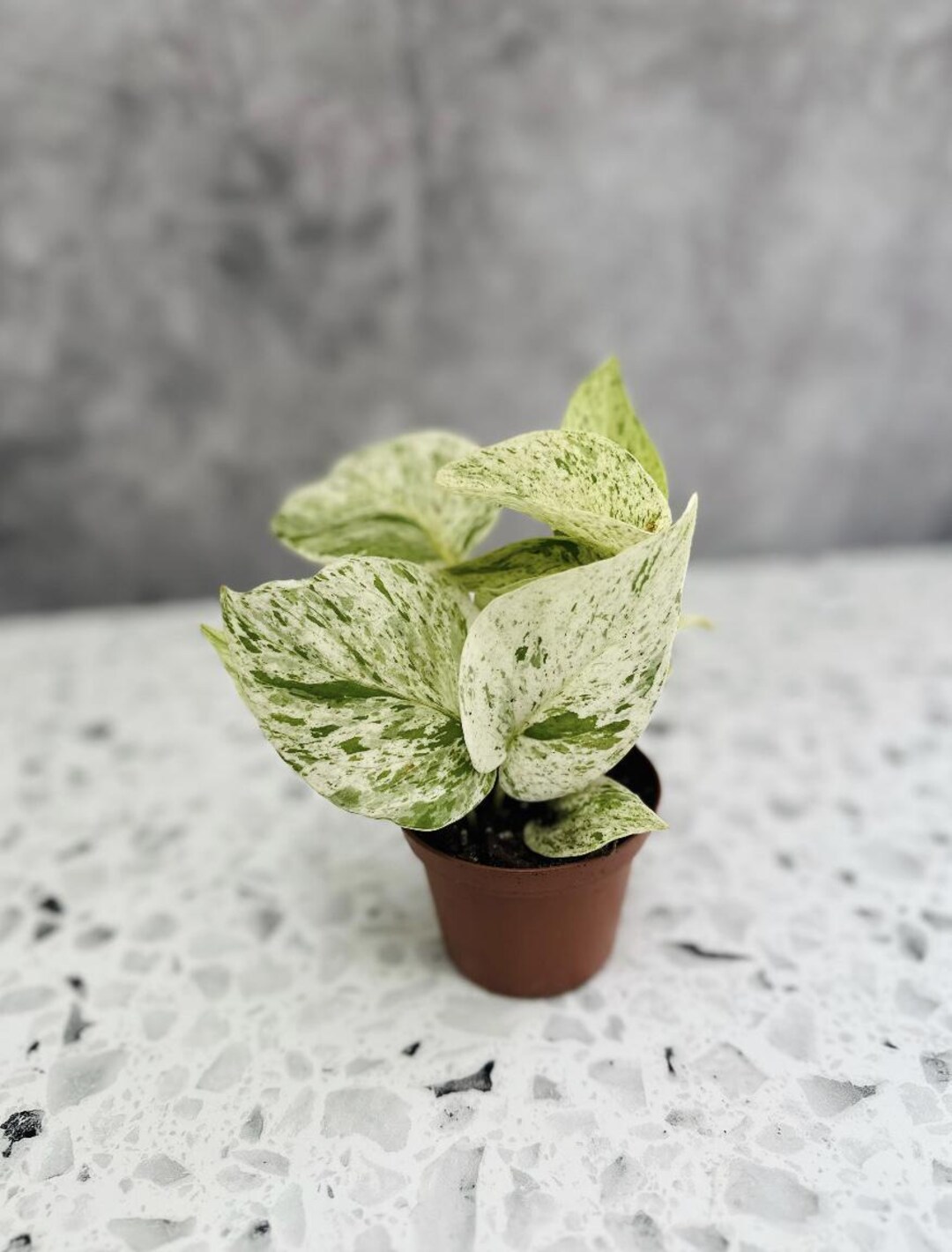 Pothos Snow Queen – Rare Variegated Indoor Plant, Easy-care Houseplant ...