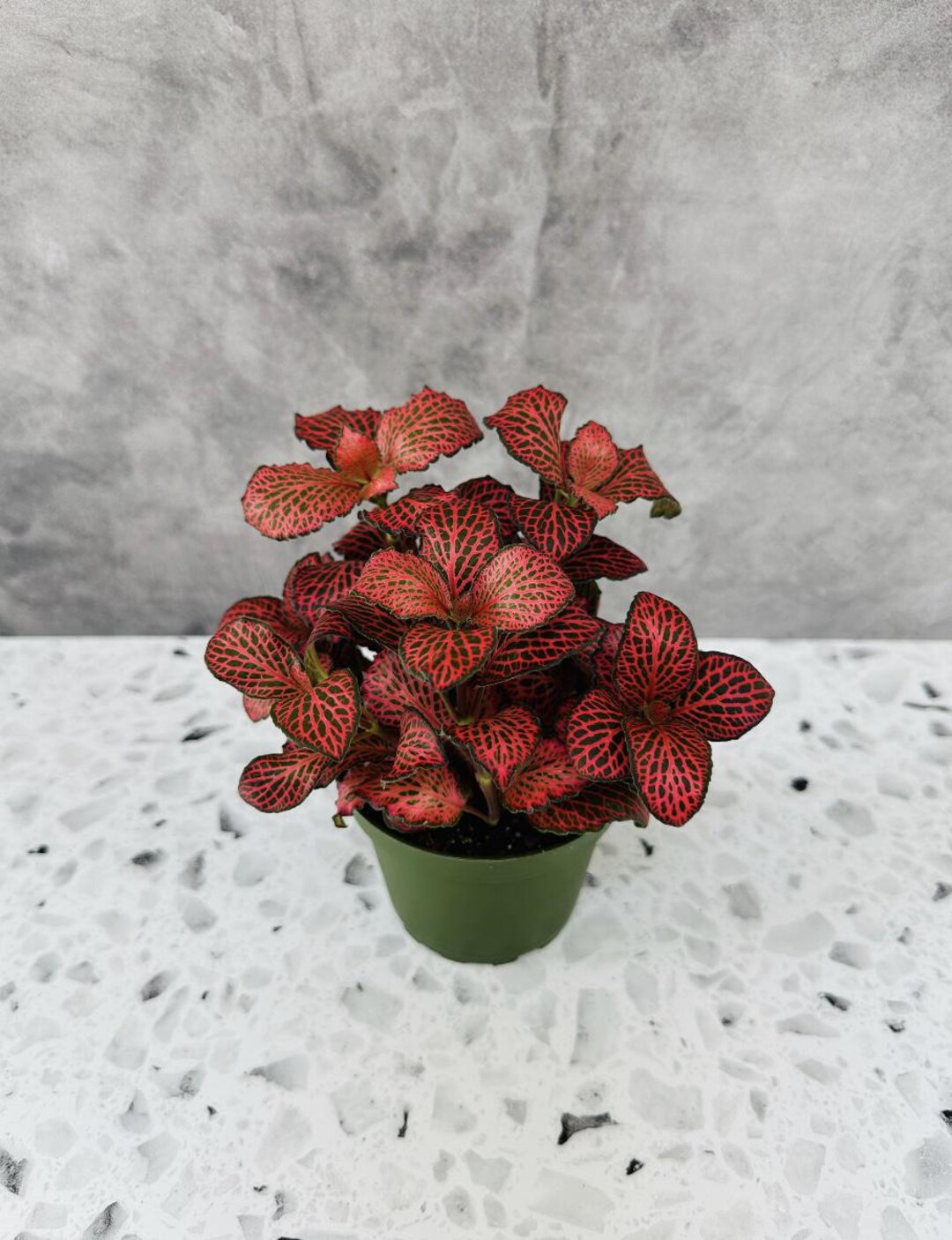 Fittonia Red Flame - Nerve Plant - Colorful Tropical Houseplant - 4 ...