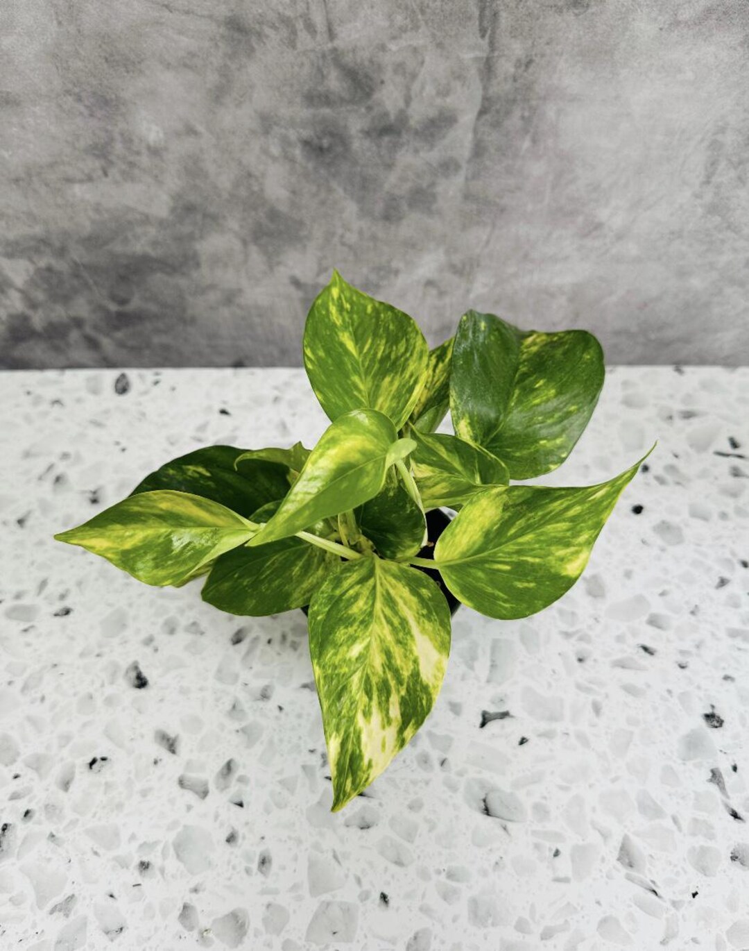 Pothos Golden - Classic Vining Tropical Houseplant - Easy Care Indoor ...