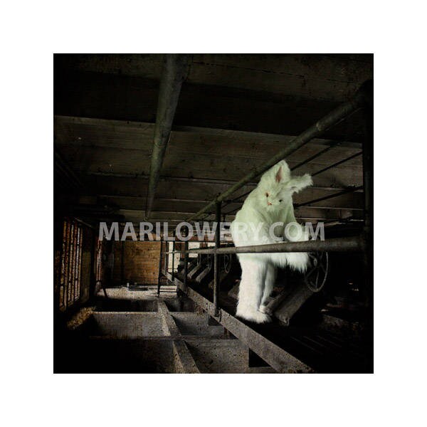 Color Photography Weird Photography Creepy Bunny frighten Halloween ...