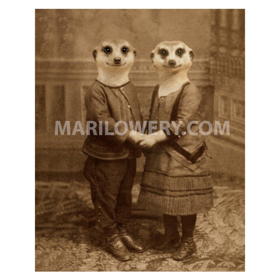 Meerkat Art Print 8 X 10 Inch Print Animal Portrait - Etsy