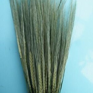 Dried Barley Bunch: Natural UK Grass Stems for Floristry - Etsy UK