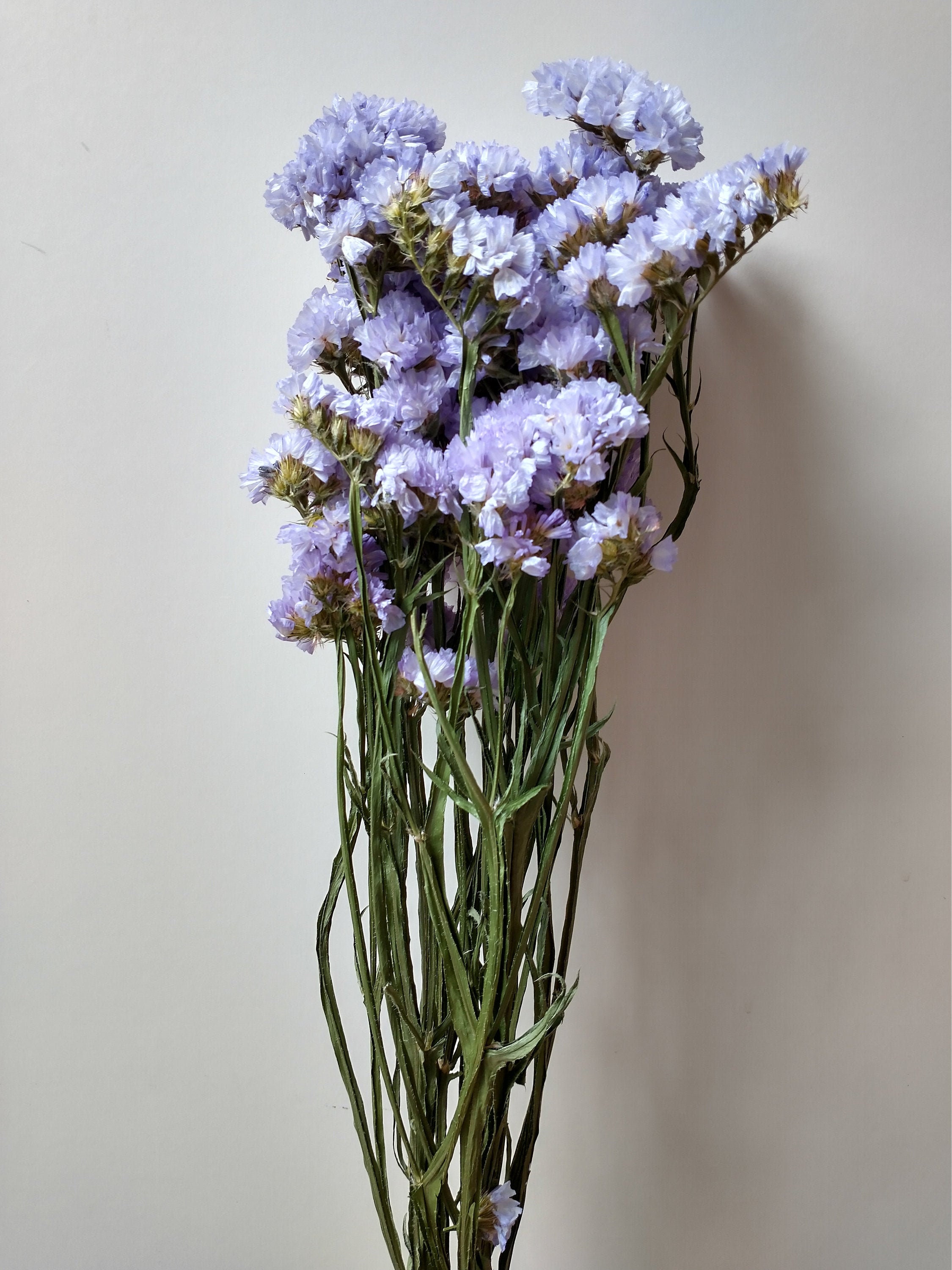 Lavender Statice dried flowers Limonium sinuatum bunch for | Etsy