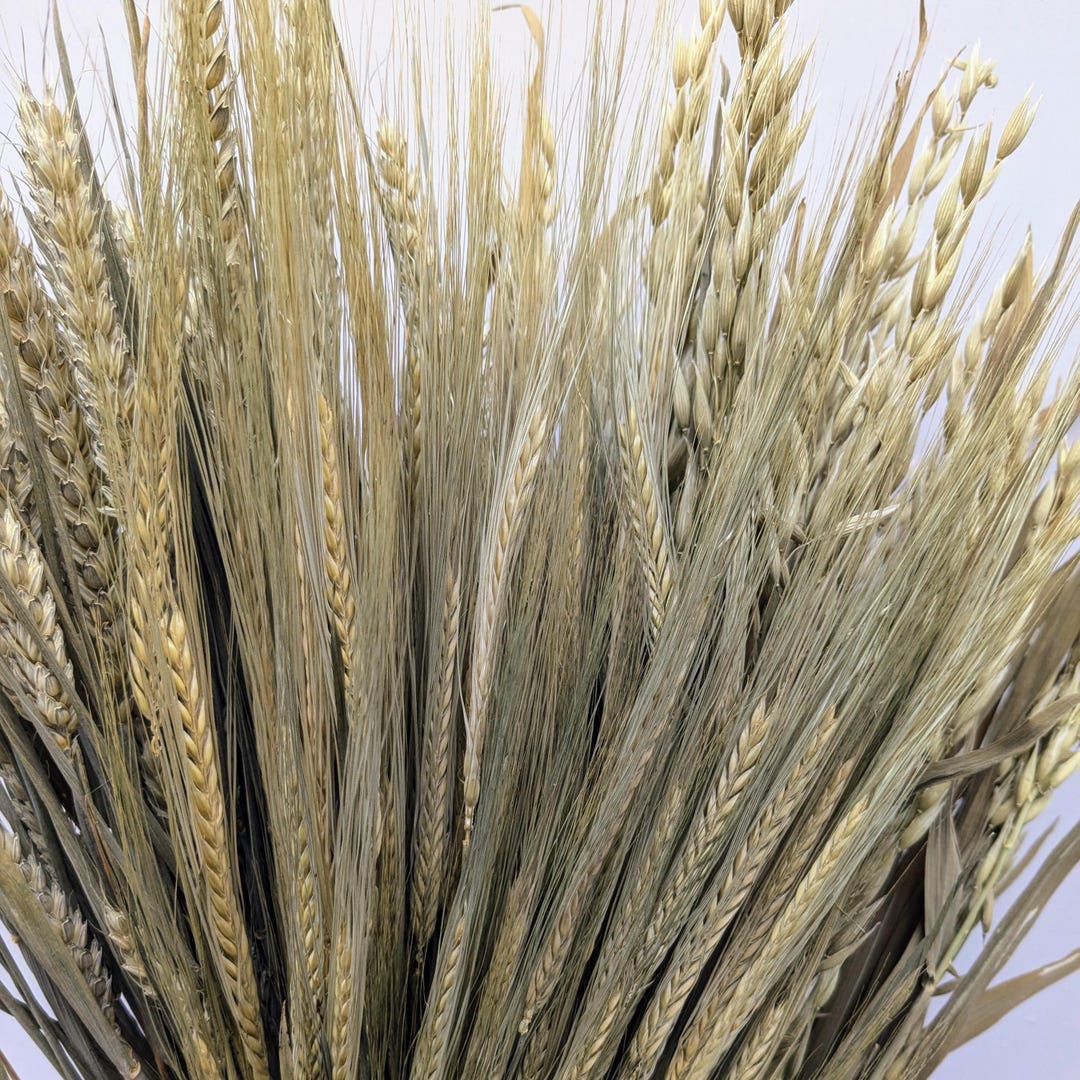 Dried Grasses Three Pack | UK Dry Bunches for Floristry | British Dried ...