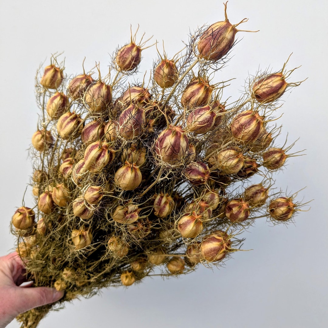 Nigella Pods Bunch | Dried Seed Pods | Love in a Mist Pods Natural ...