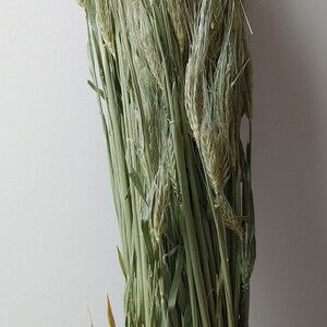 Dried Barley Bunch: Natural UK Grass Stems for Floristry - Etsy UK