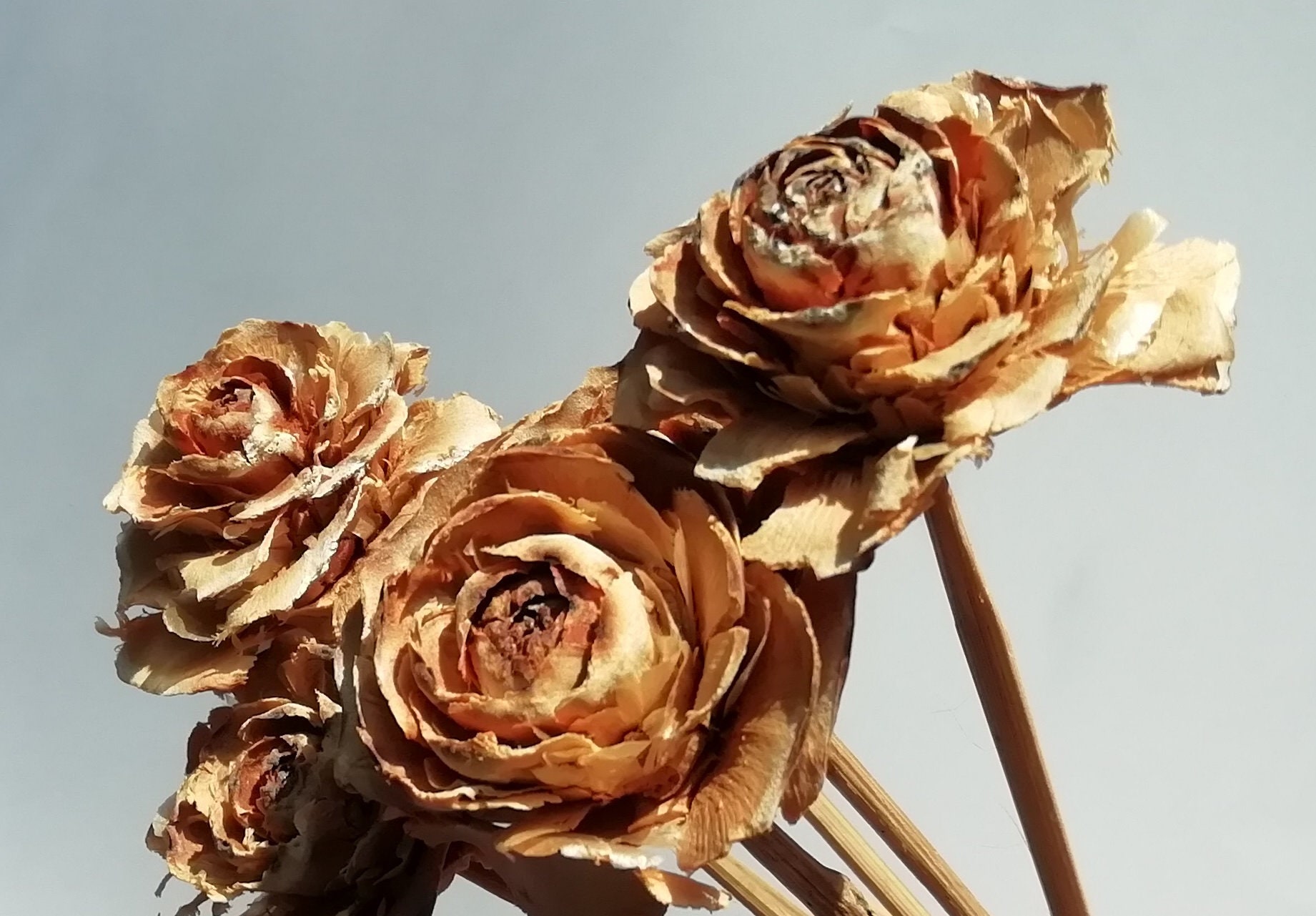 Natural Cedar Rose Picks 9 Pack | Woodrose Stems for Floristry - Etsy UK