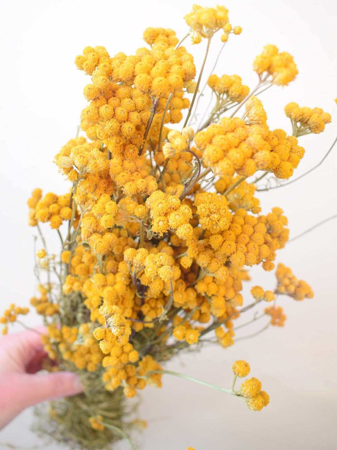 Yellow Ageratum Dried Flower Bunch | Lonas Stems | Dry Flowers for ...
