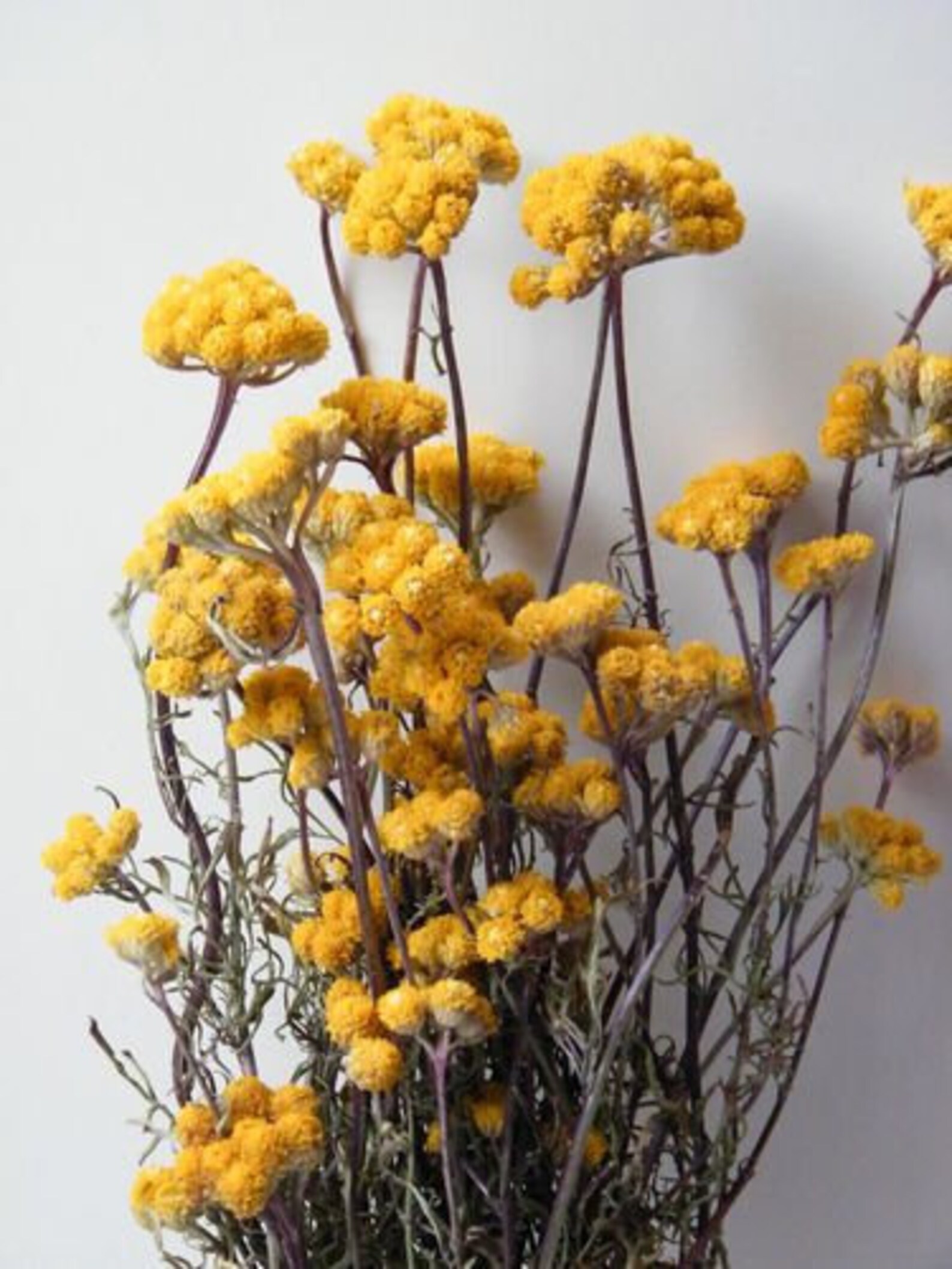 Yellow Ageratum Dried Flower Bunch Lonas Stems Dry Flowers - Etsy UK