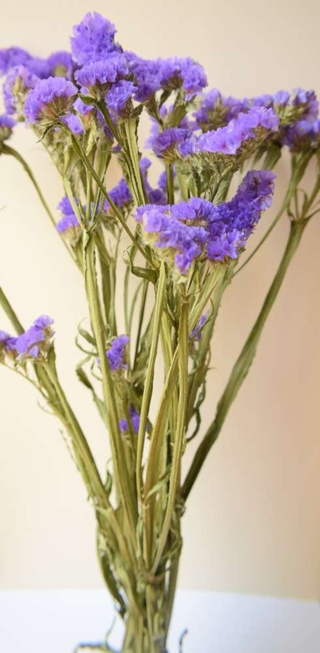 Purple Statice Dried Flower Bunch: Natural Violet Limonium Sinuatum ...