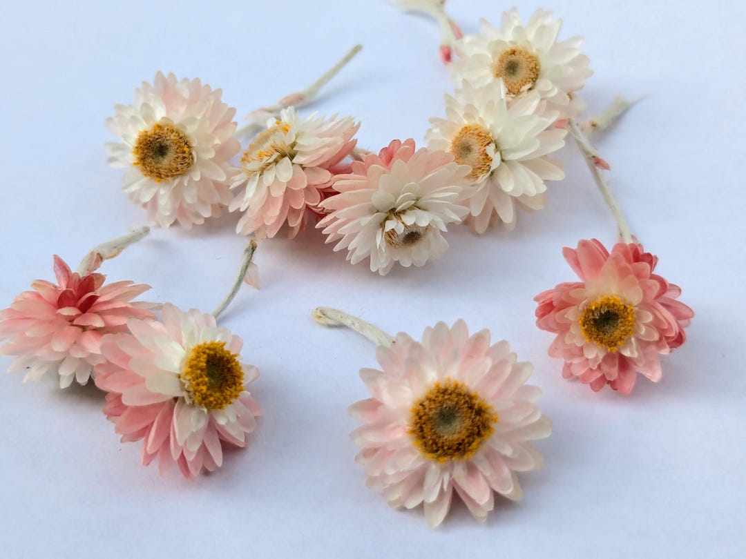 20 Pale Pink Dried Helichrysum Flowers: Tiny Strawflower Blooms - Etsy UK