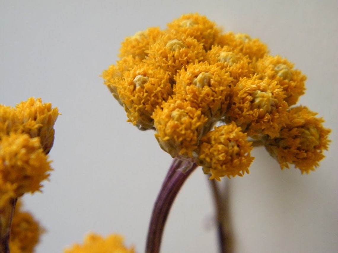 Yellow Ageratum Dried Flower Bunch Lonas Stems Dry Flowers - Etsy UK