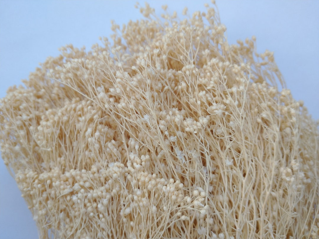 Dried Broom Bloom Bunch Ivory Tiny Cream Dried Flowers for Floristry ...