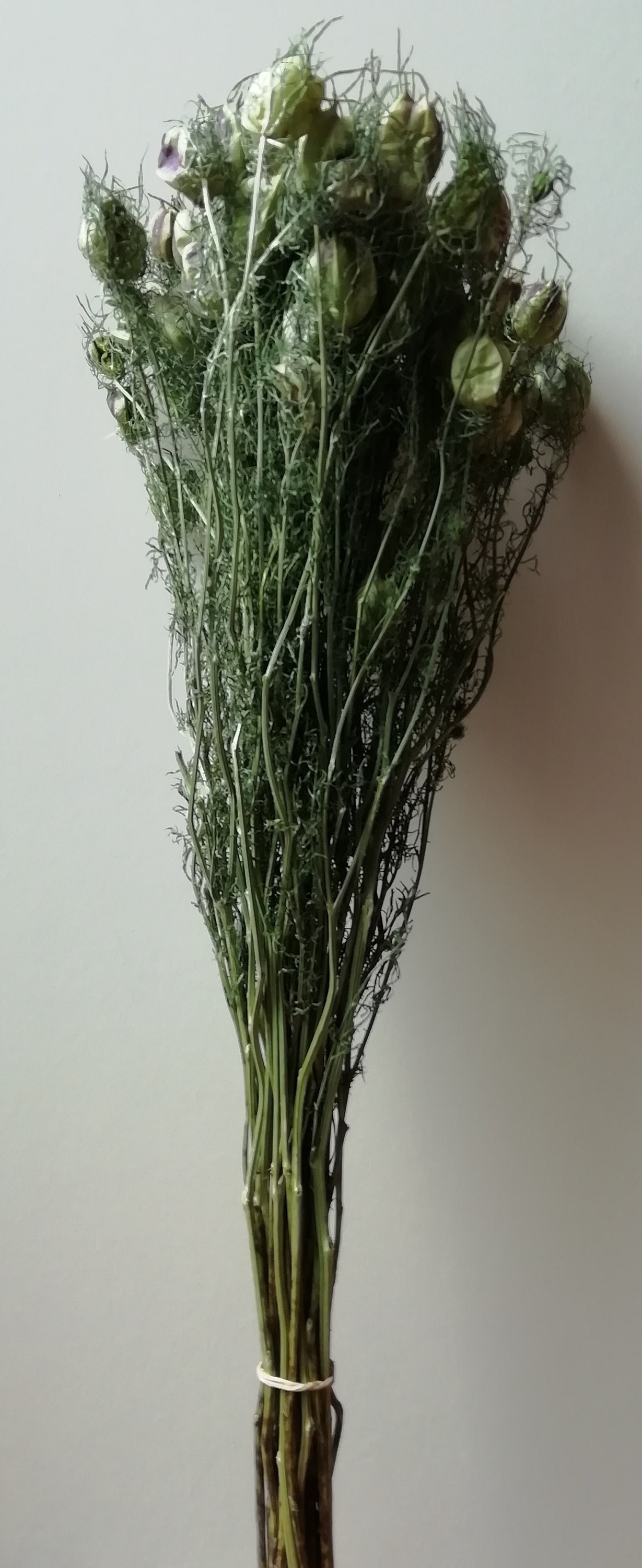 Nigella Pods Bunch Dried Seed Pods Love in a Mist Pods | Etsy UK