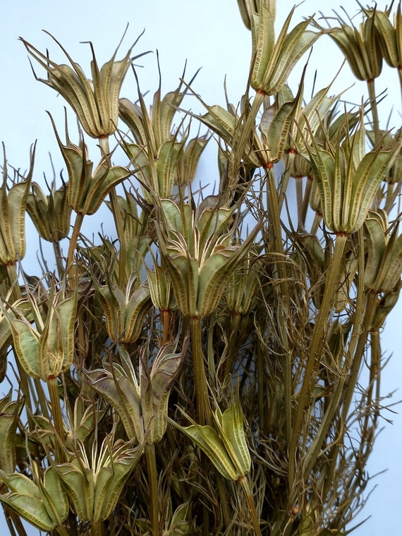 Nigella Pods Bunch Dried Seed Pods Love in a Mist Pods | Etsy UK