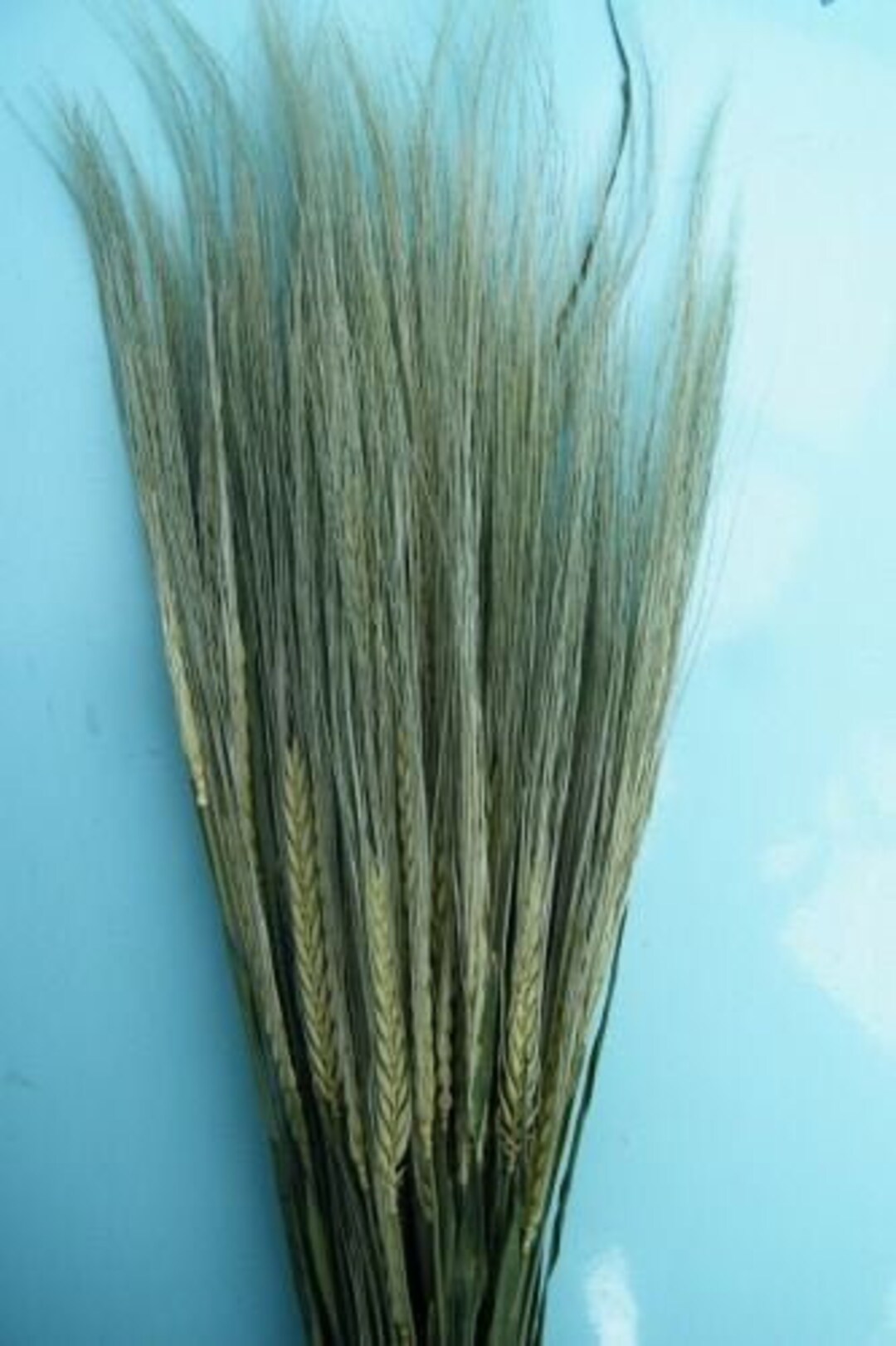 Barley Dried Bunch UK Ornamental Grass Stems for Floristry - Etsy