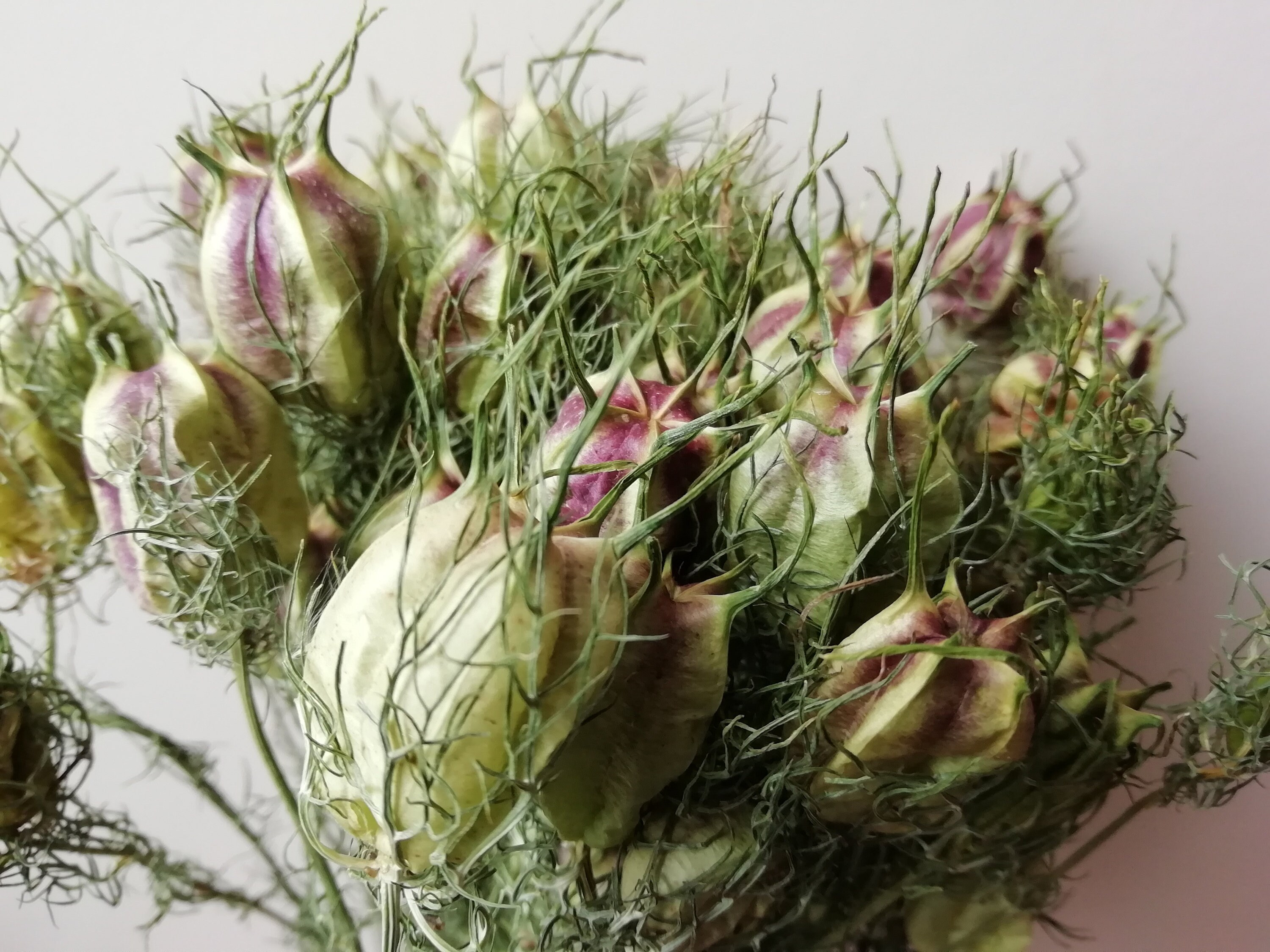 Nigella Pods Bunch Dried Seed Pods Love in a Mist Pods | Etsy UK