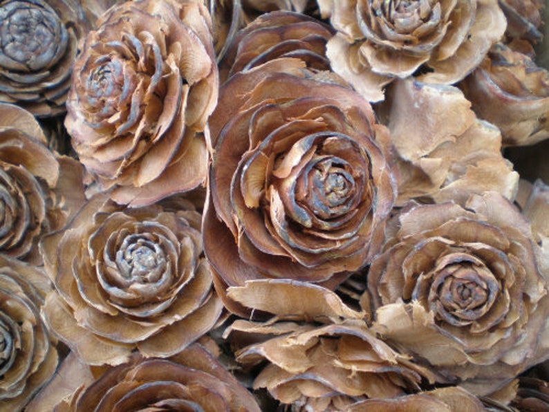 Cedar Roses Pack of 50 for Home Decor, Craft and Floristry - Etsy UK