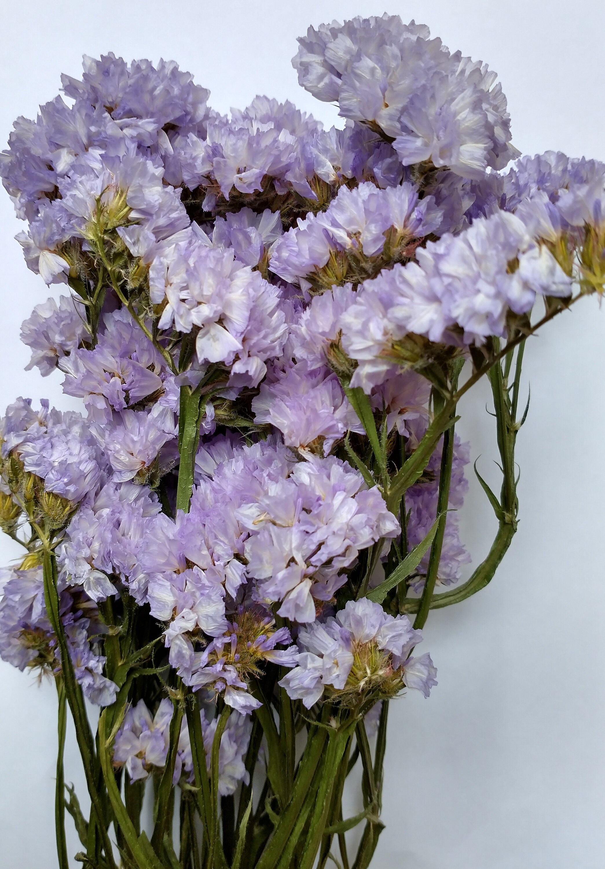 Lavender Statice dried flowers Limonium sinuatum bunch for | Etsy