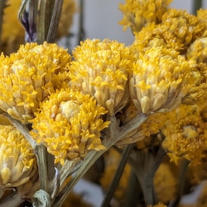 Yellow Ageratum Dried Flower Bunch | Lonas Stems | Dry Flowers for ...