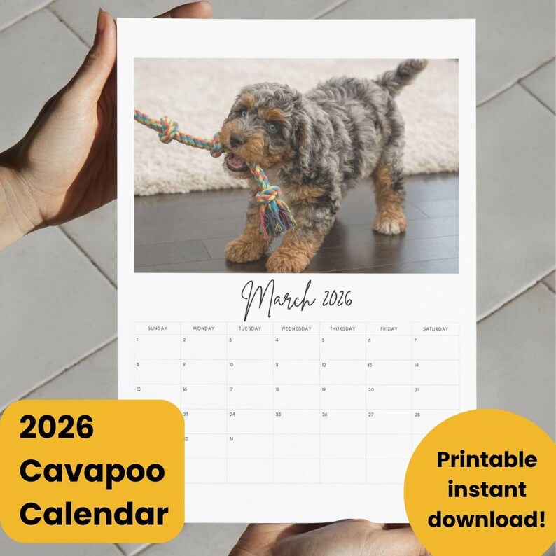 2026 Cavapoo Puppy Calendar | Modern Collage Layout (digital Download ...