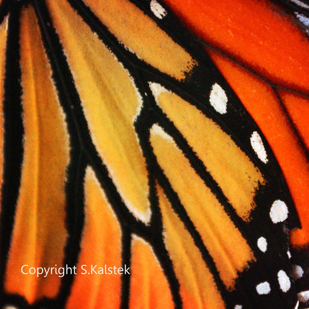 Butterfly Photograph Monarch Butterfly Wing Bold Modern Abstract Orange ...