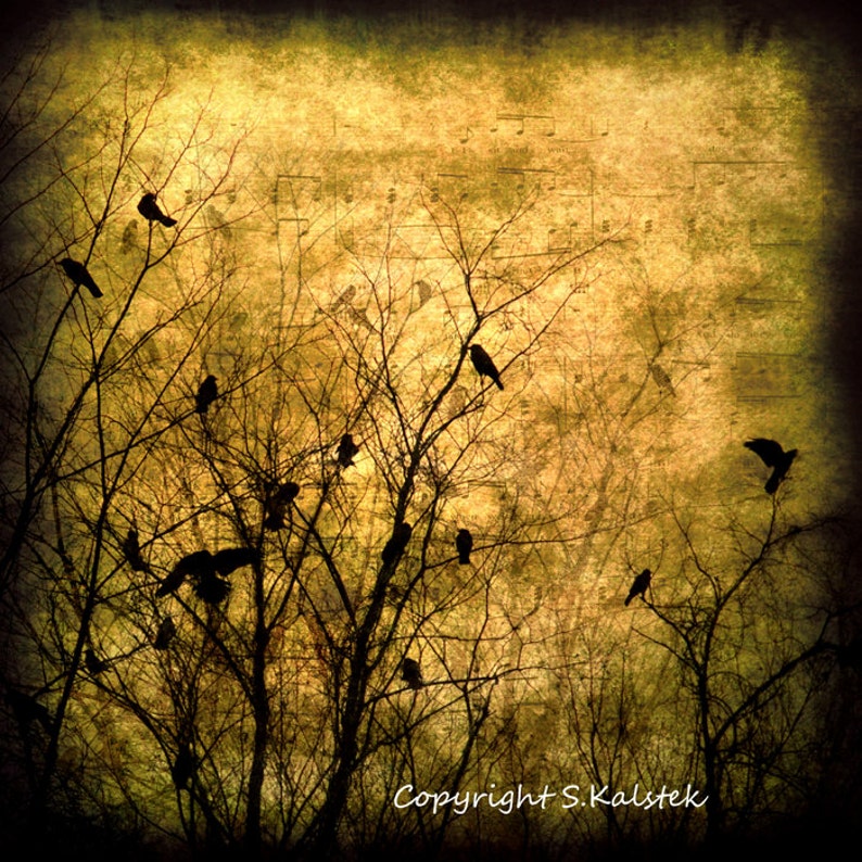 Crow Photograph Goth Raven Wall Art Winter Branches Crows Etsy
