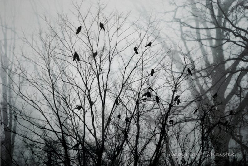 Goth Crow Photograph Misty Fog Filled Forest Crows Winter Tree - Etsy