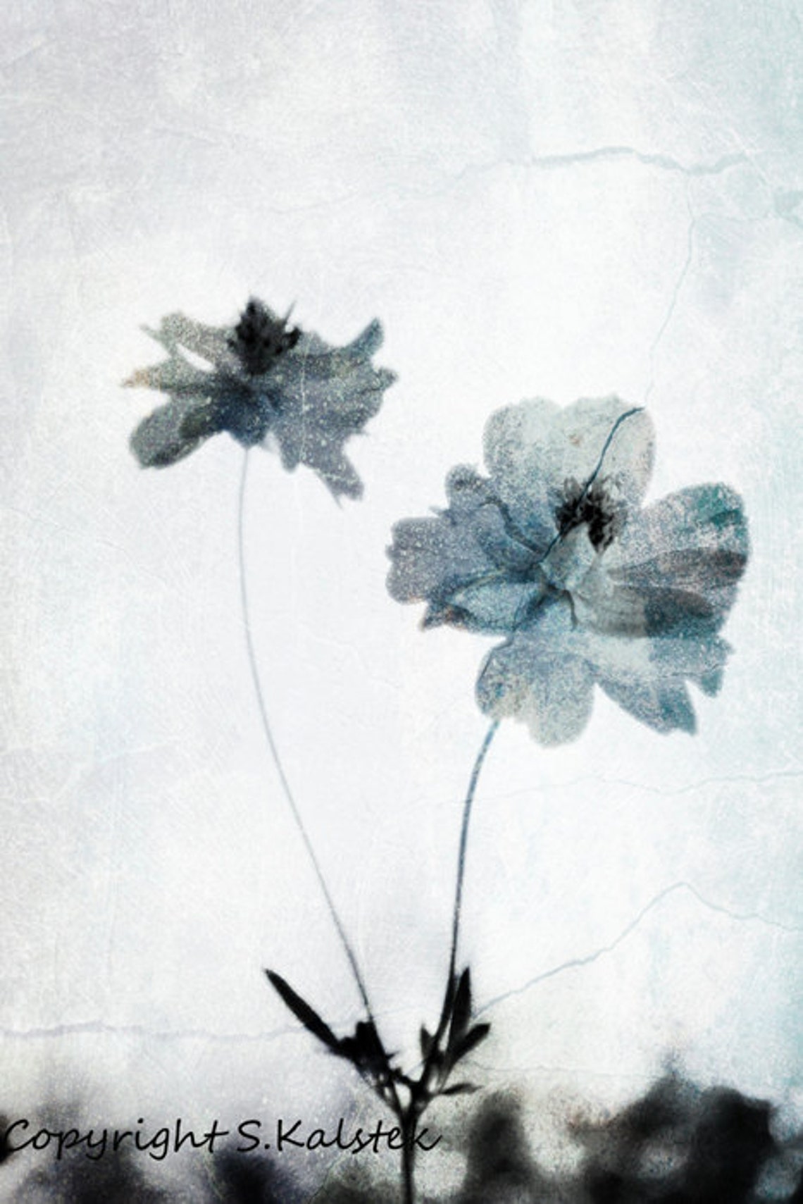 Ethereal Flower Photograph Pale Blue Gray White Wall Decor Botanical ...