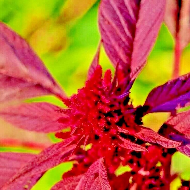 Midnight Amaranth Seeds, Rare Dark Leaf Vegetable, Home Garden (non-gmo ...