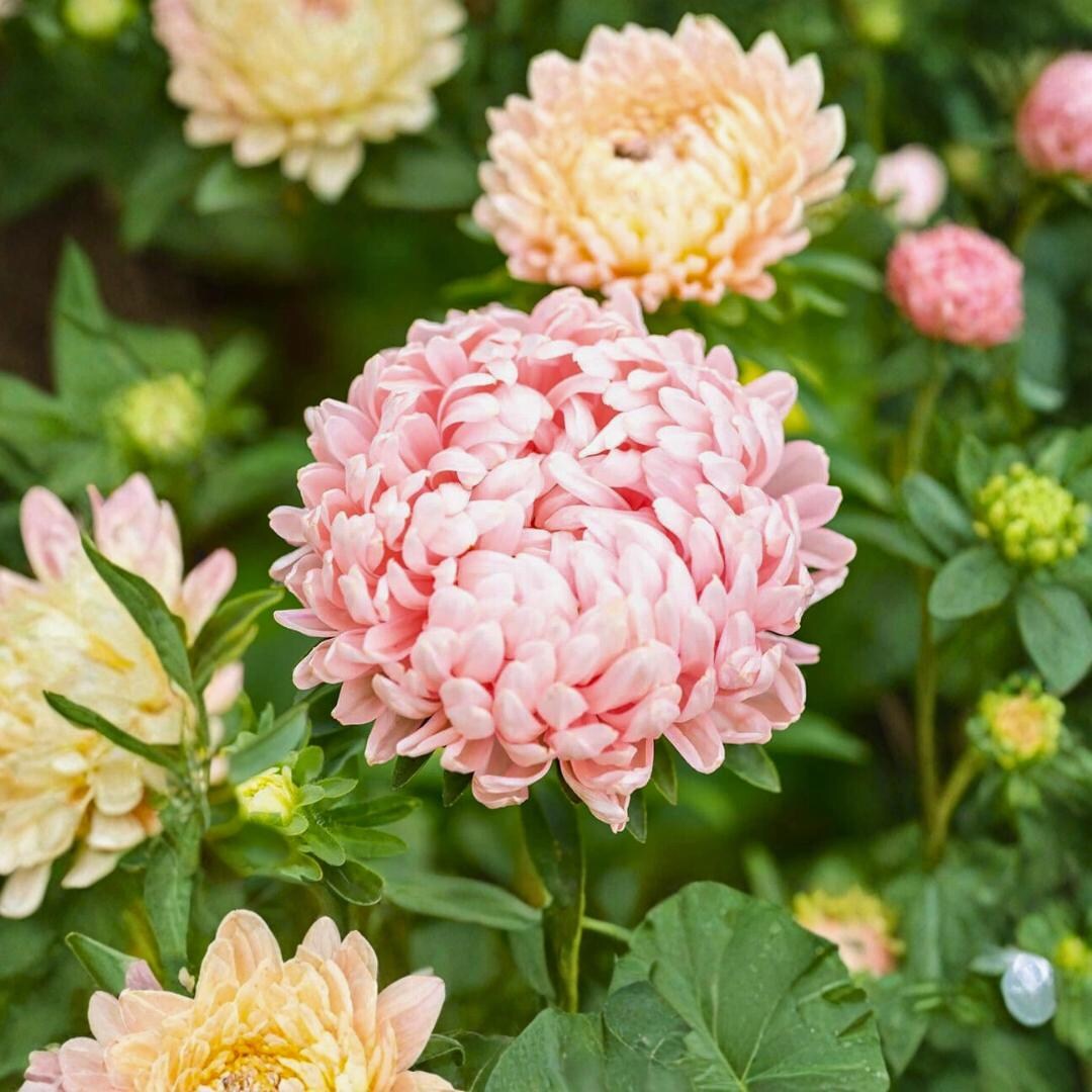 Peony Duchess Apricot Aster Seeds — Heirloom Apricot Peach Blooms ...