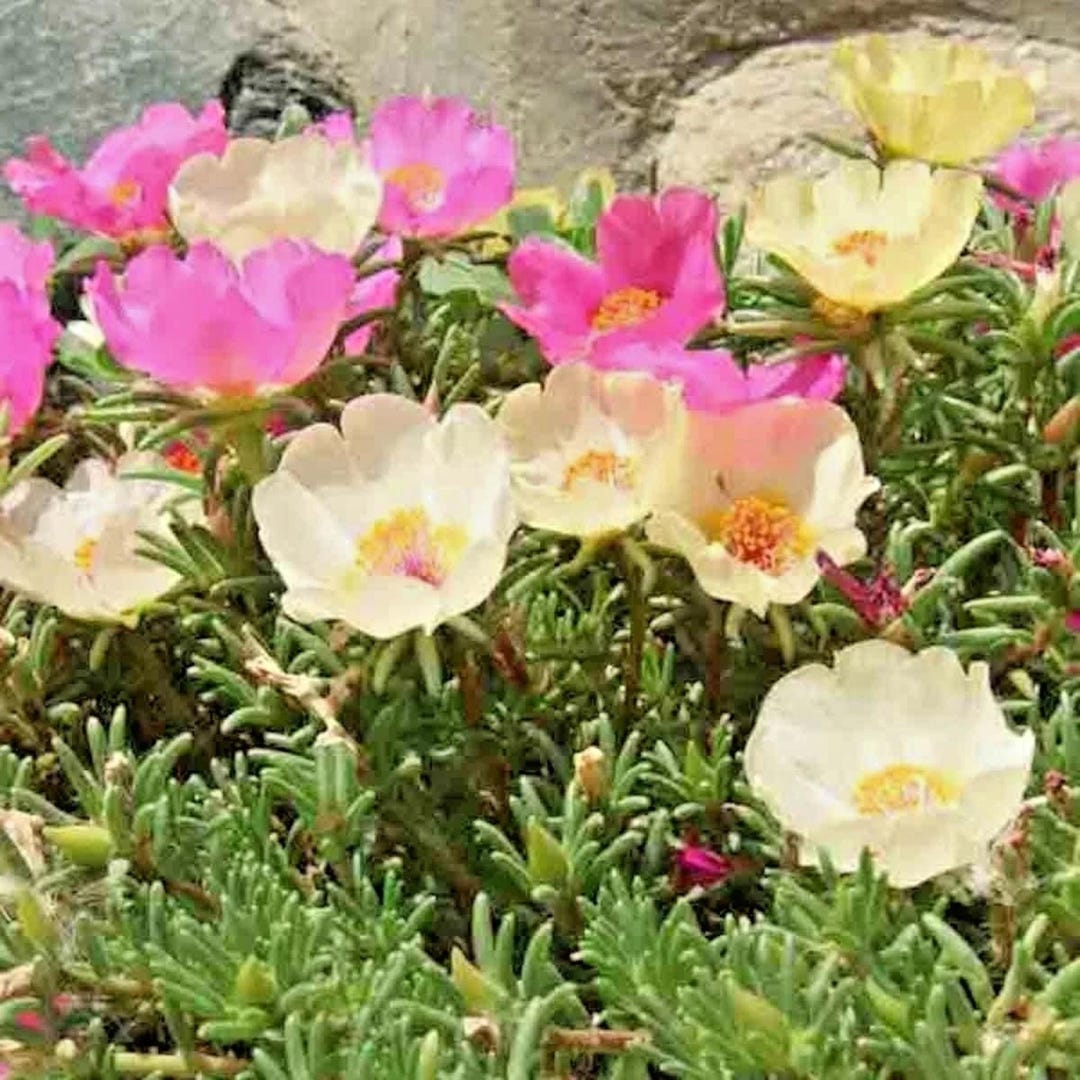 4000+ Moss Rose Seeds Portulaca Grandiflora Double Bloom Mix ...