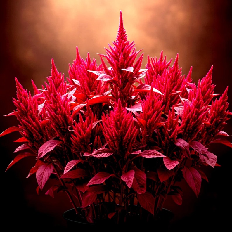 Midnight Amaranth Seeds, Rare Dark Leaf Vegetable, Home Garden (non-gmo ...