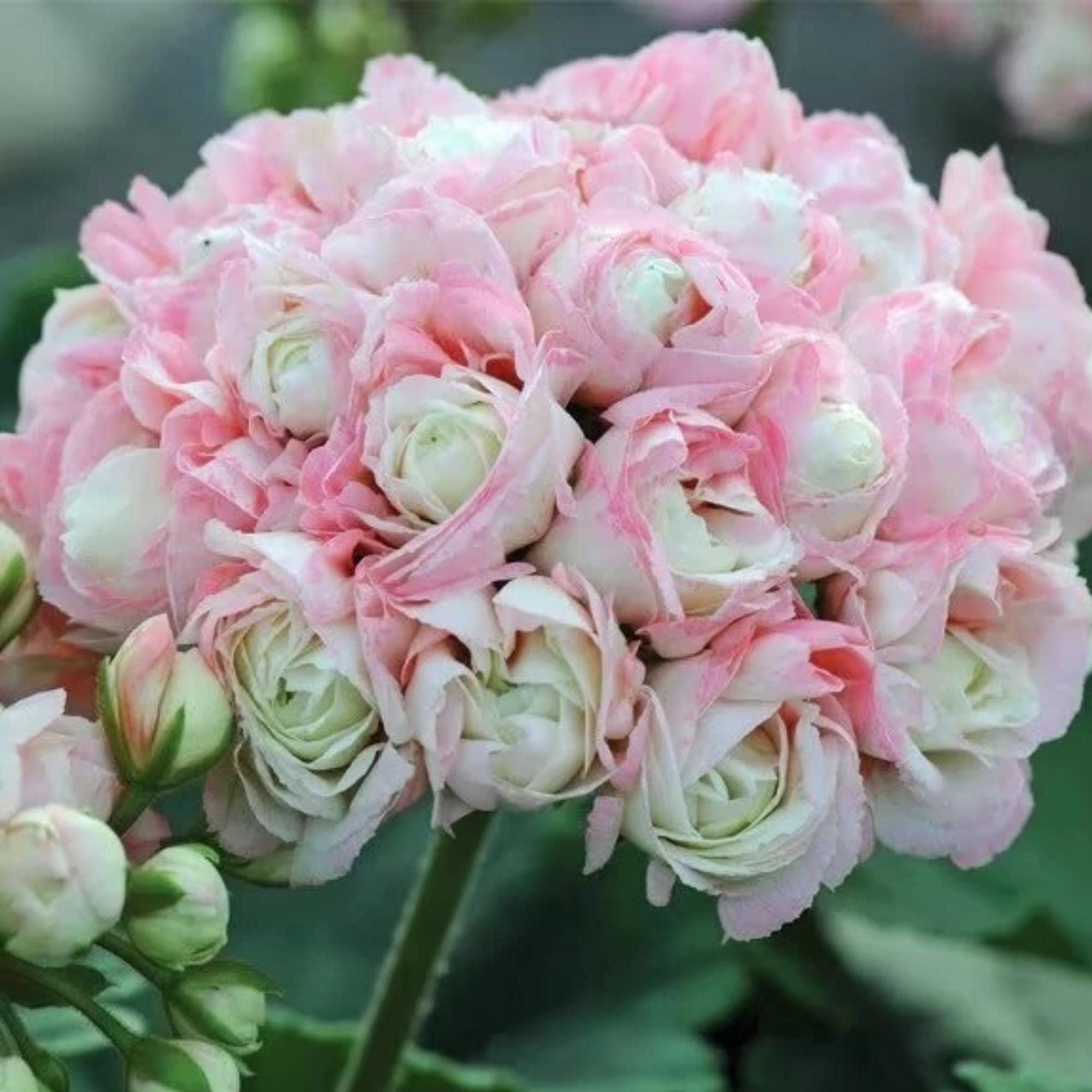 Appleblossom Geranium Seeds Pink White Seeds Pelargonium Garden Plant