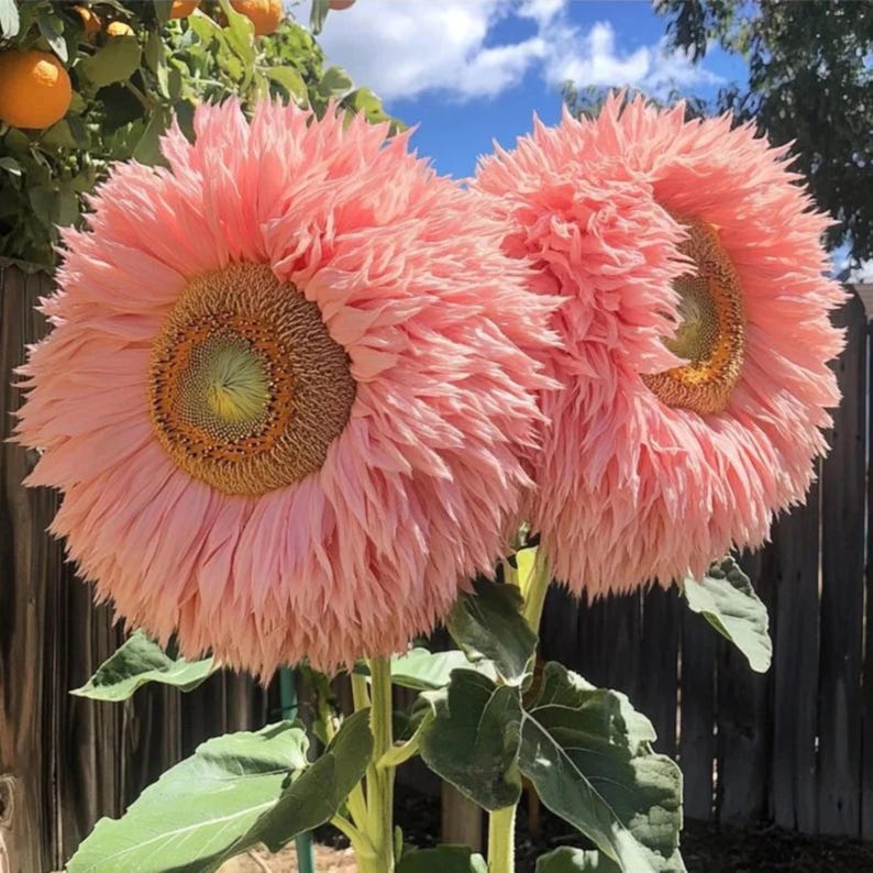Pink Teddy Bear Sunflower Seeds | Giant Fluffy Blooms, Heirloom - Etsy