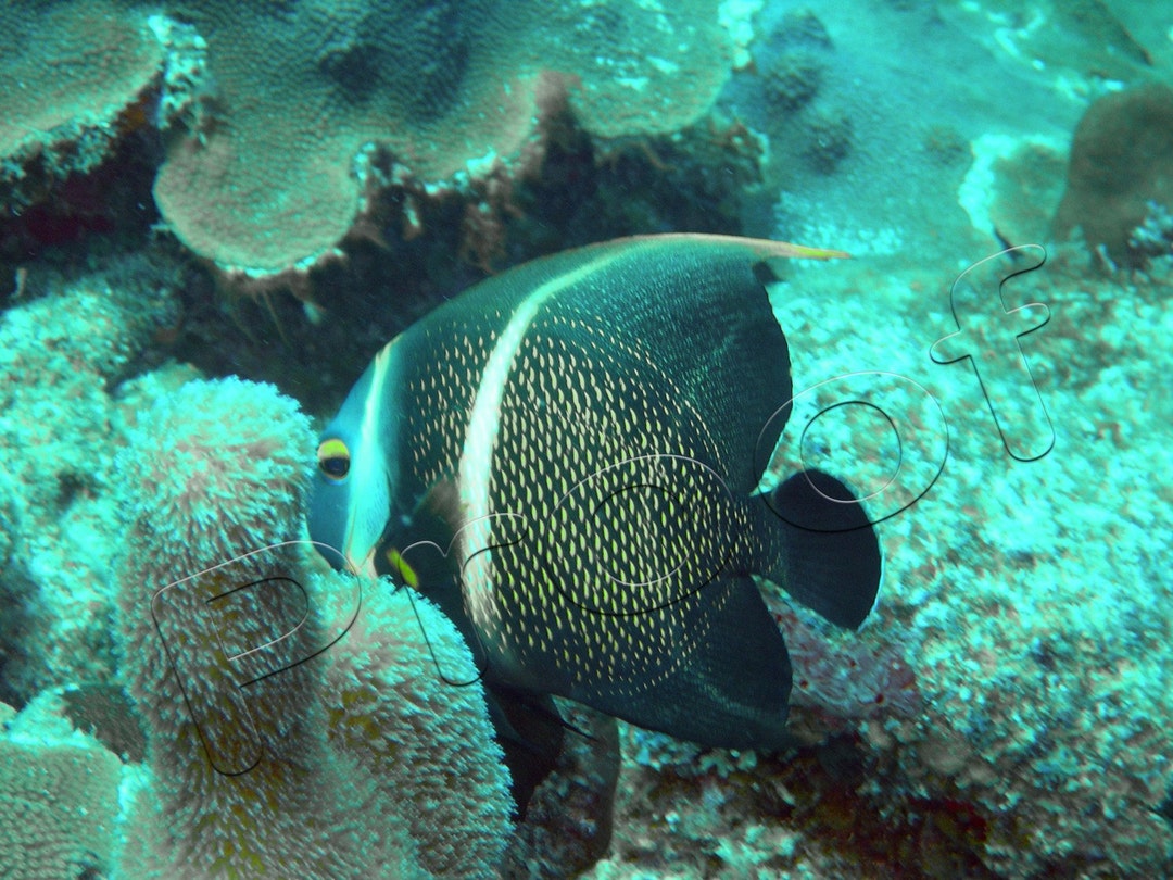 St. Croix, USVI 2005 - Angel Fish and Coral - Etsy