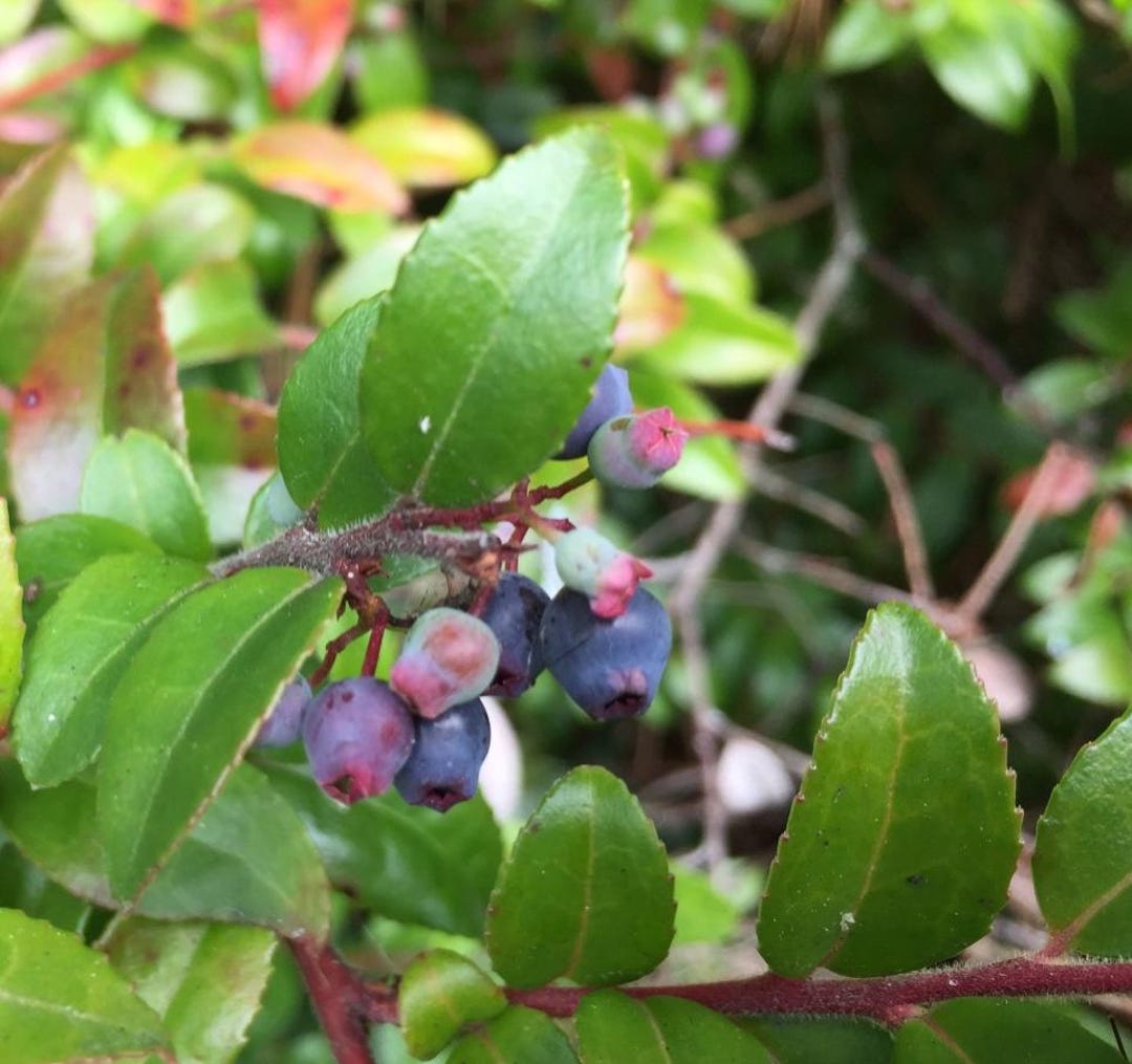 Live Huckleberry Plants - Vaccinium Ovatum - Medium - 4-10" Tall in 4 ...