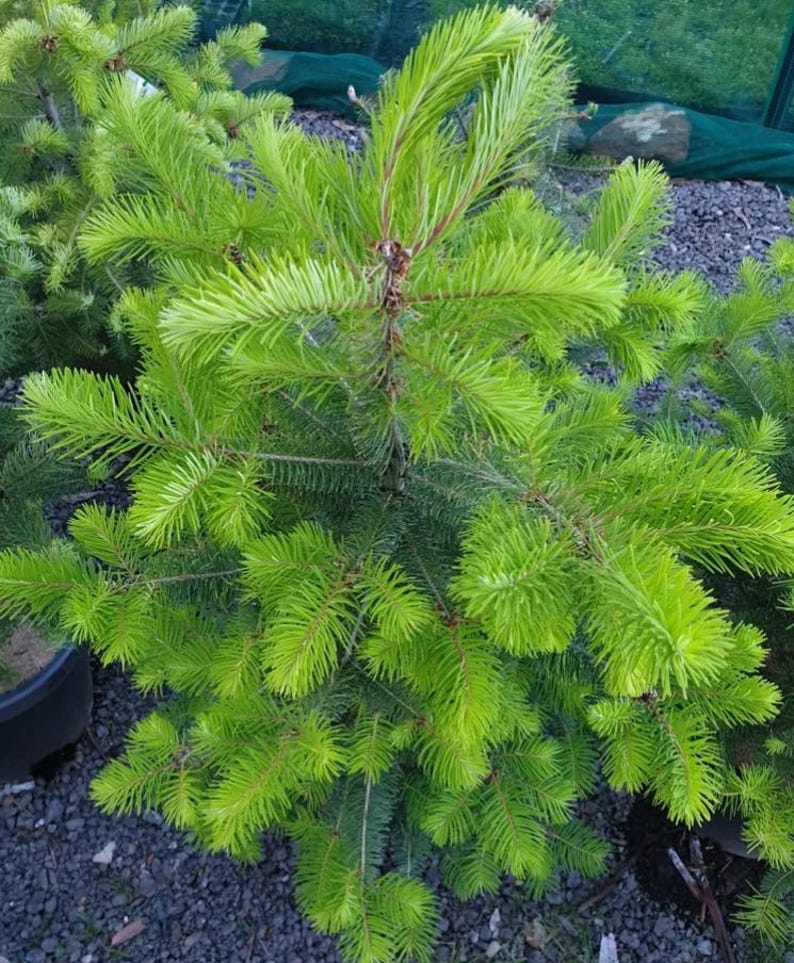 Set of 2 Live Douglas Fir Trees – Potted Small Evergreen Trees ...