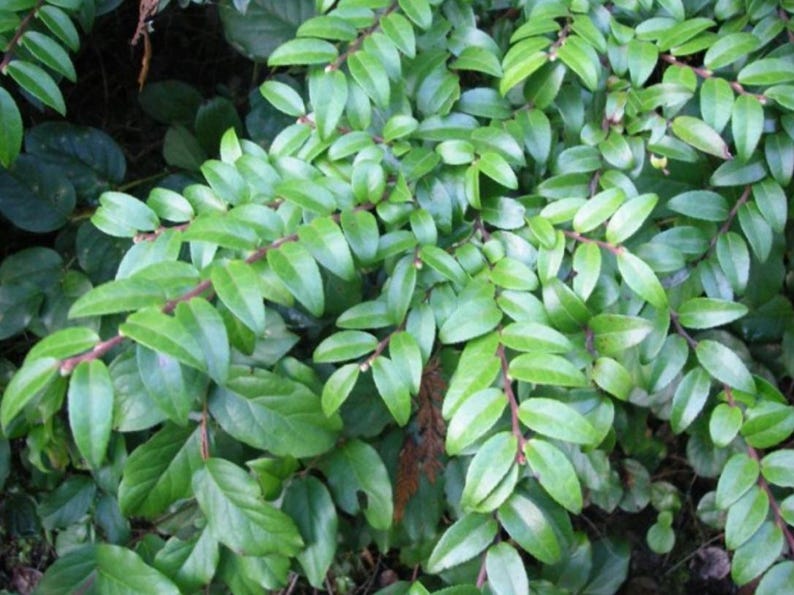 Live Huckleberry Plants - Vaccinium Ovatum - Large - 10-18" Tall in 5 ...